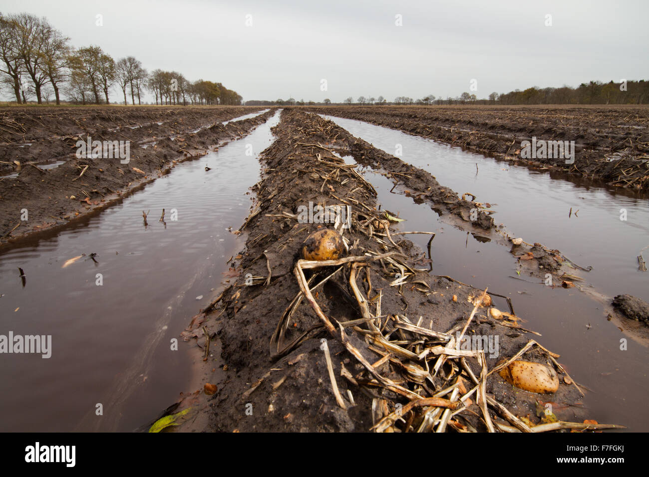 A lost potato crop on a muddy field with puddles Stock Photo - Alamy