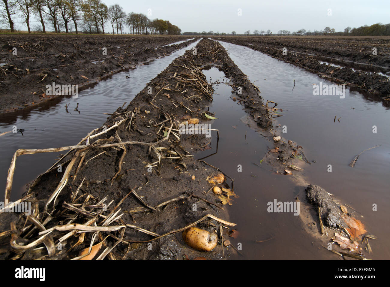 A lost potato crop on a muddy field with puddles Stock Photo - Alamy