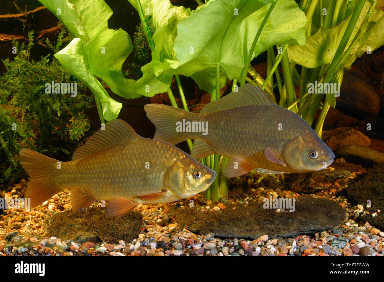 Crucian carp, Karausche, Moorkarpfen, Moor-Karpfen, Carassius carassius ...