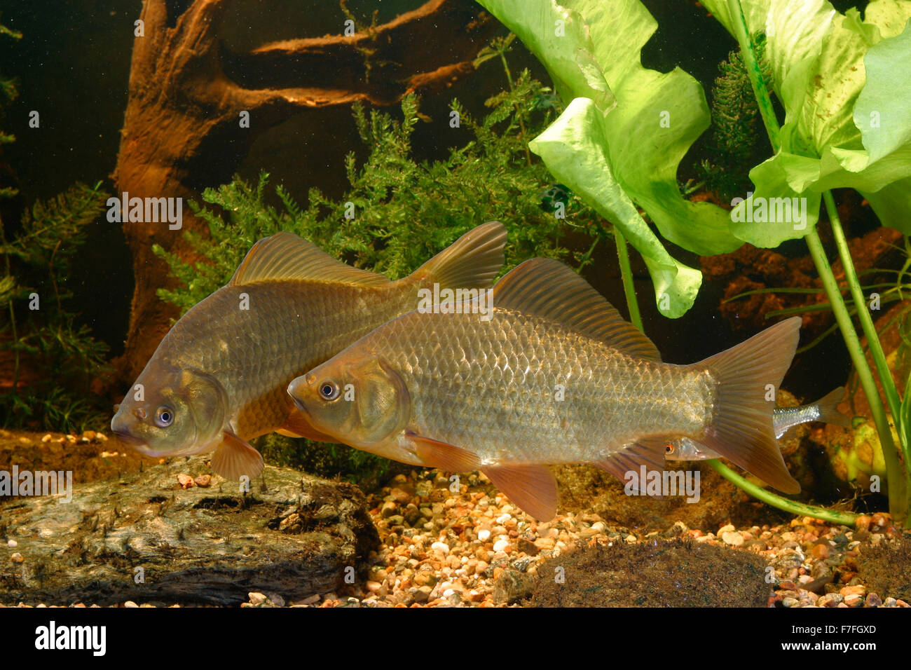 Crucian carp hi-res stock photography and images - Alamy