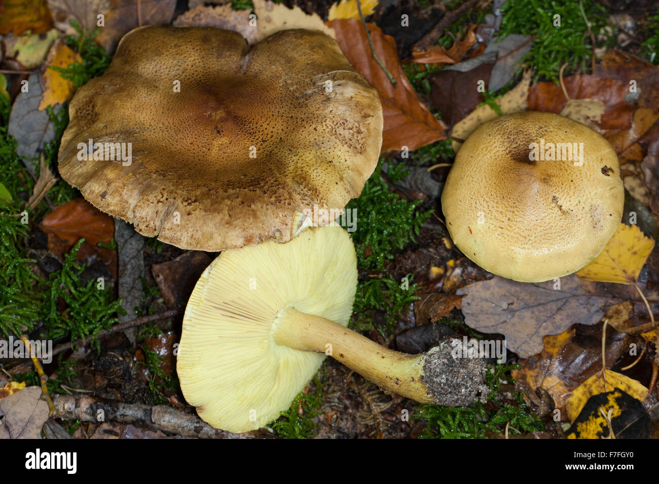 Ritterling hi-res stock photography and images - Alamy