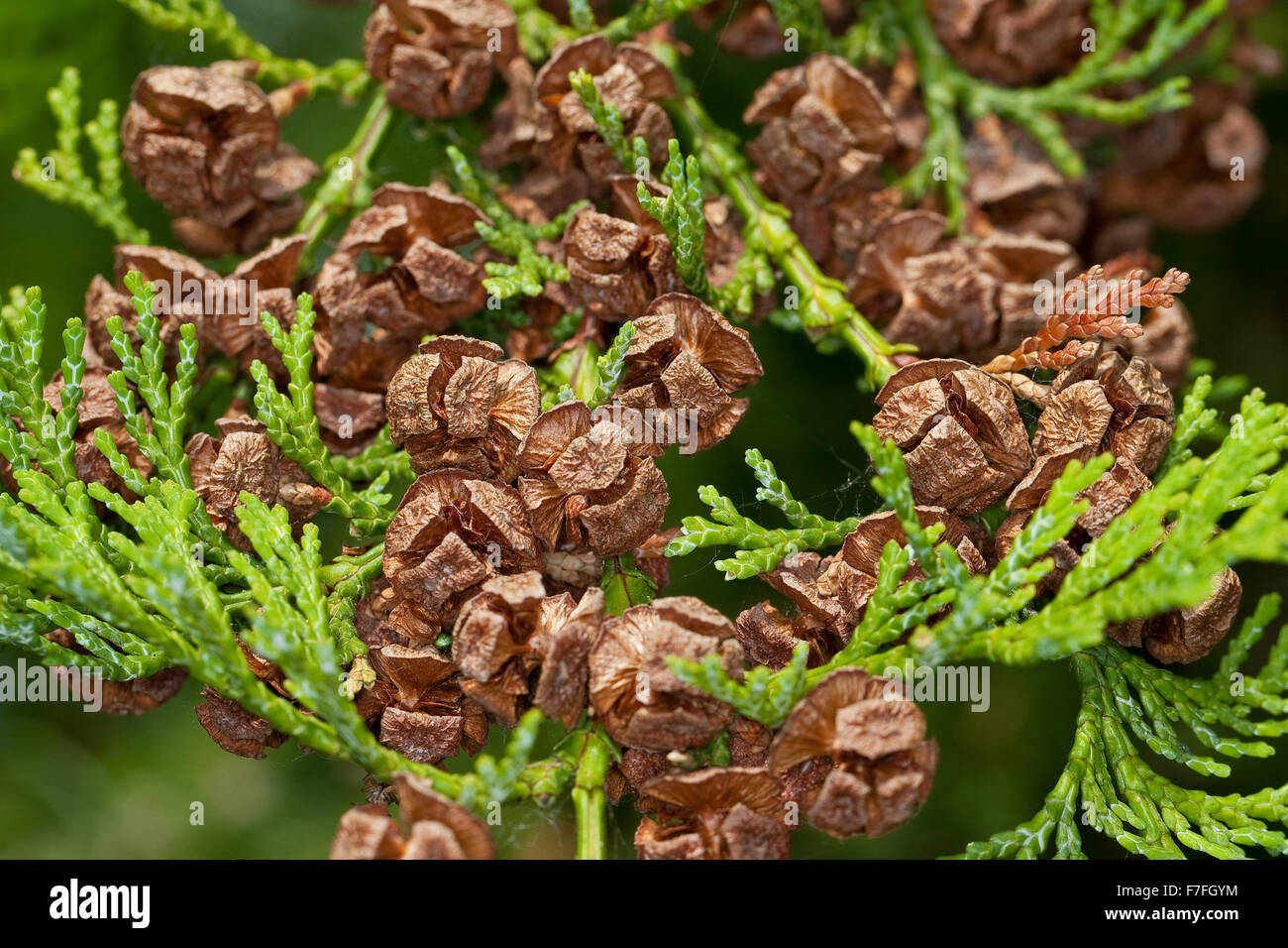 Hinoki cypress chamaecyparis obtusa High Resolution Stock Photography ...