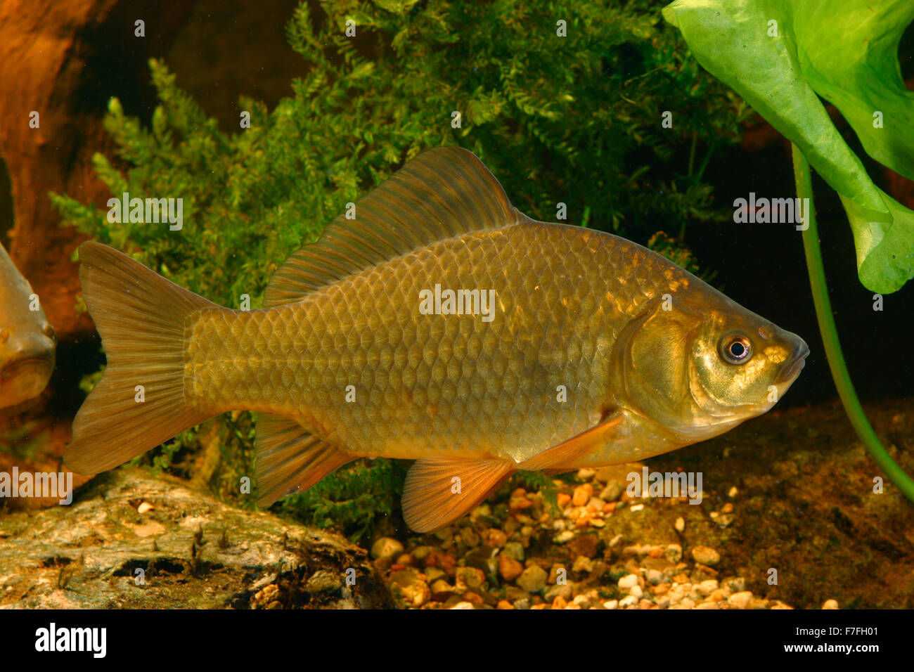 Carassin commun hi-res stock photography and images - Alamy