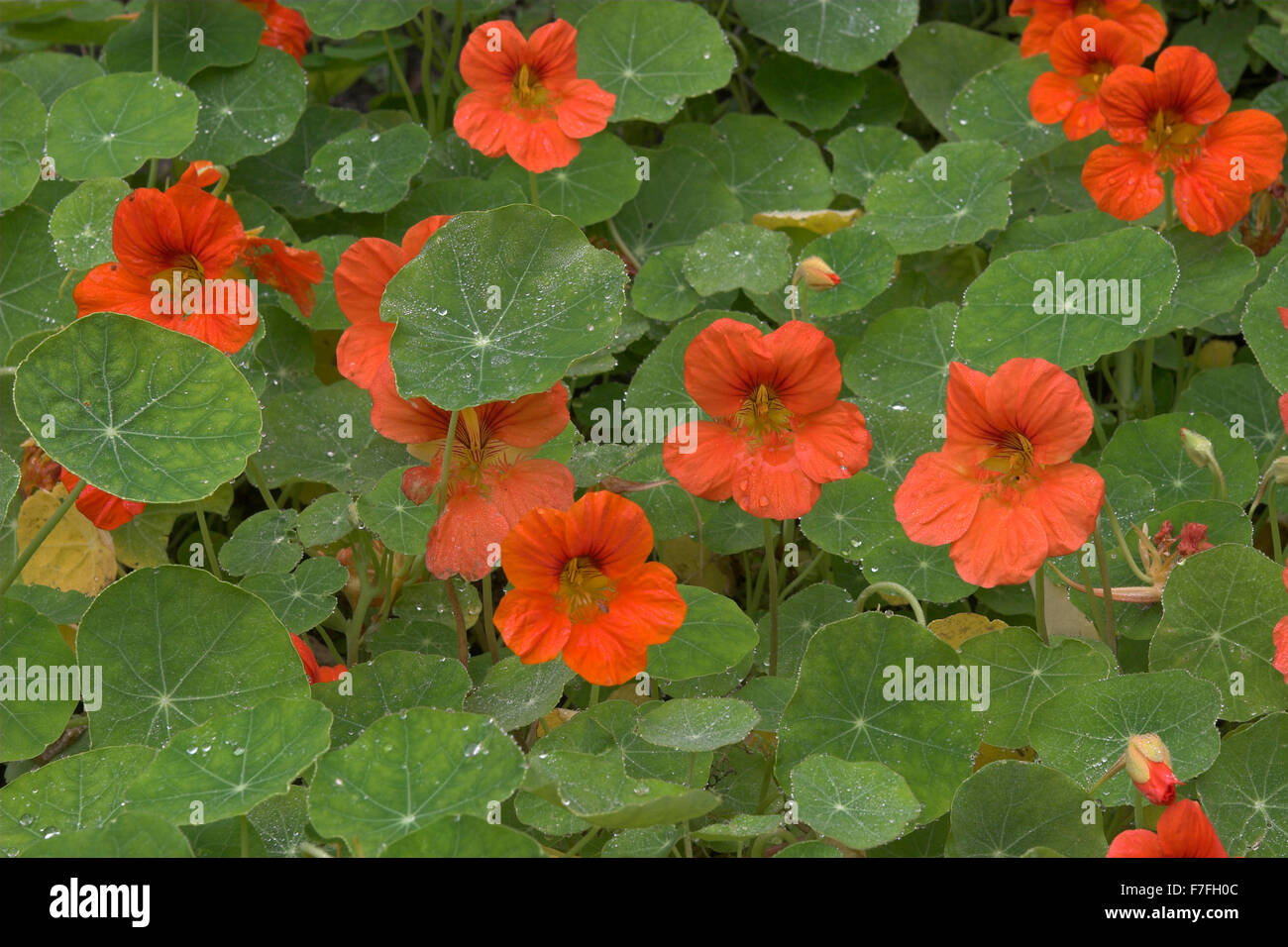 Indian cress plants hi-res stock photography and images - Alamy