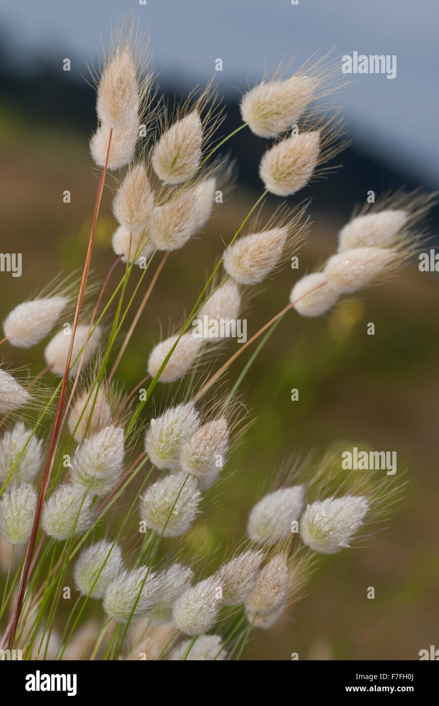 Hare's-tail grass, bunnytail, Bunny Tail, Harestail, Hasenschwanz-Gras ...