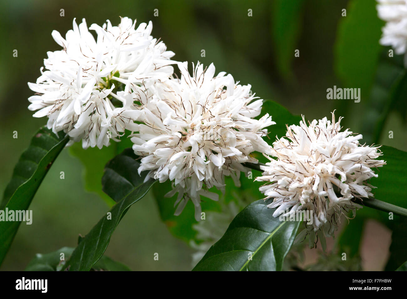 Coffee tree with white coffee flower on cafe plantation Stock Photo - Alamy