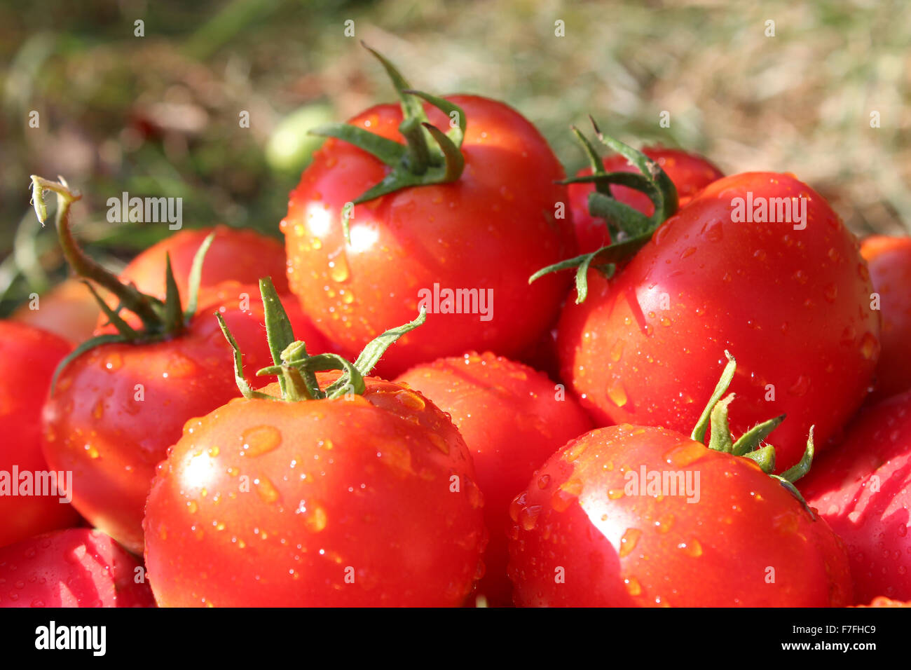 big heap of red and ripe tomatoes Stock Photo - Alamy