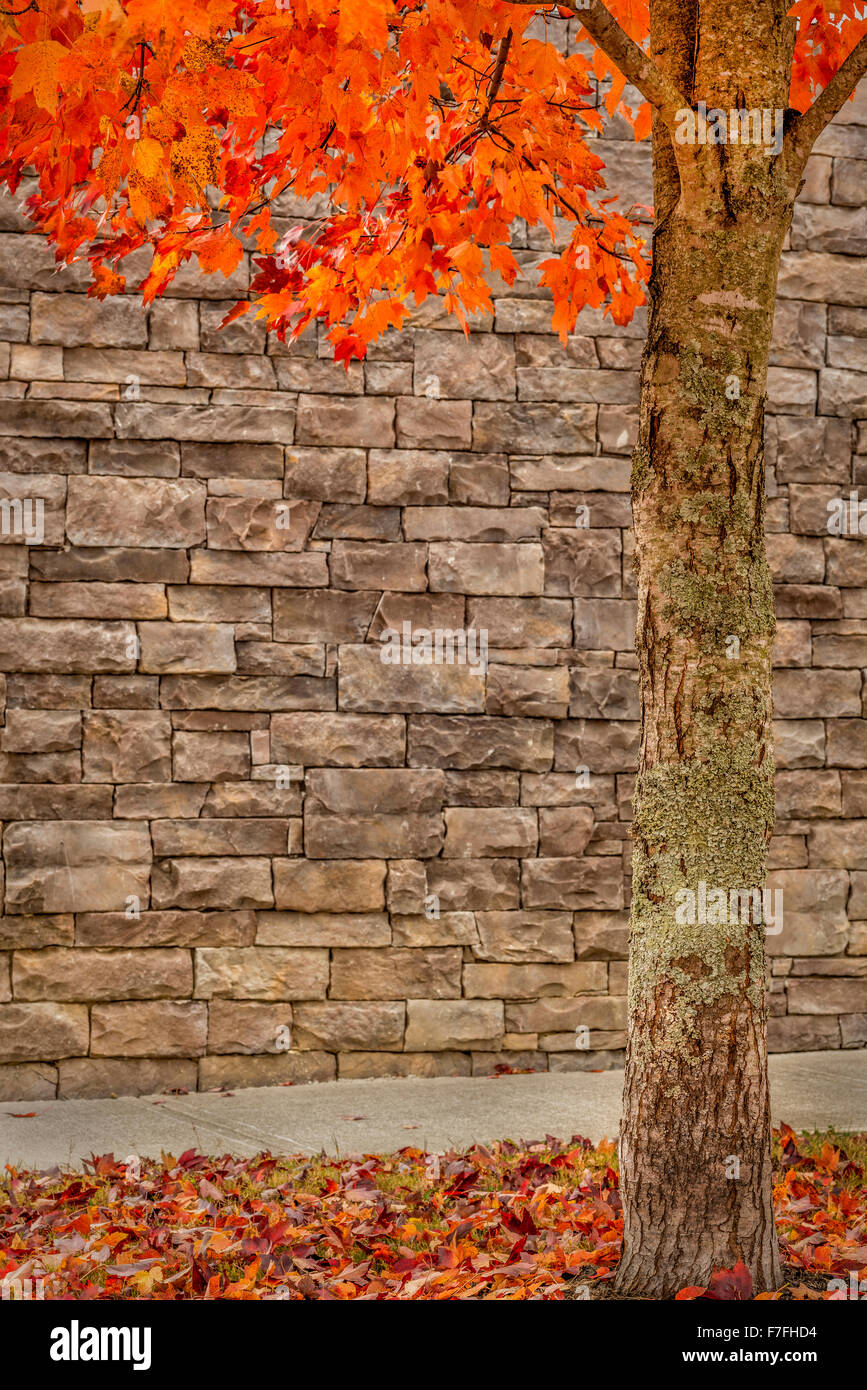 Stone wall and tree hi-res stock photography and images - Alamy