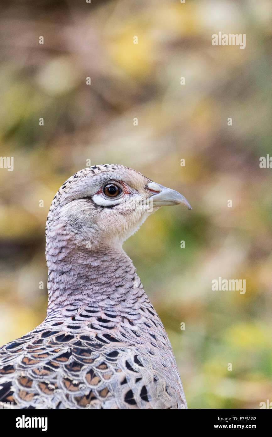 female pheasant (Phasianus colchicus) at Ynyshir RSPB reserve ...