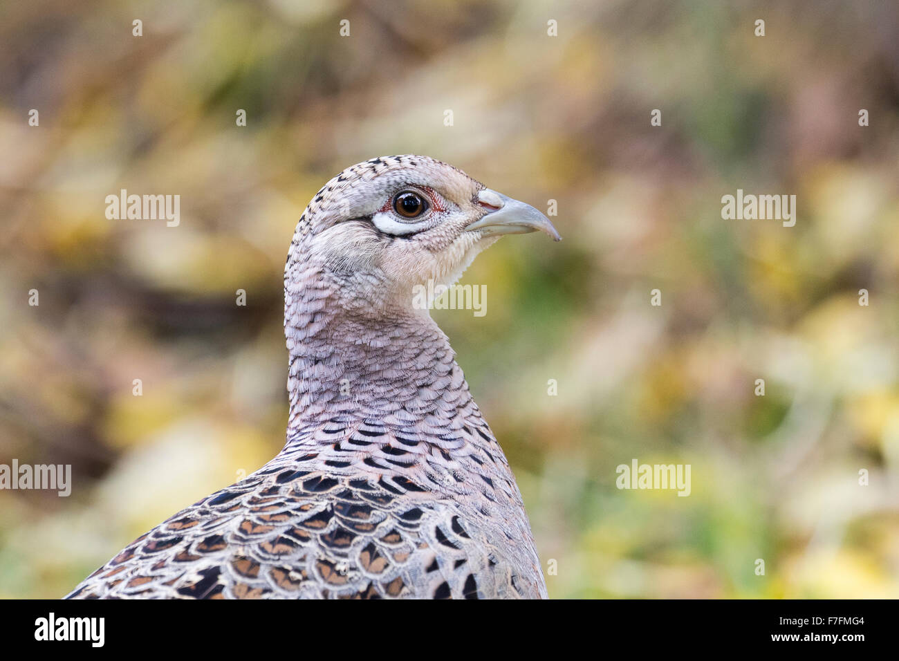 female pheasant (Phasianus colchicus) at Ynyshir RSPB reserve ...