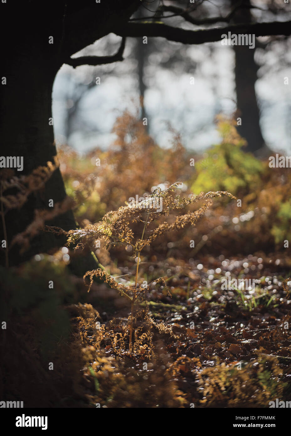Autumn color colour hi-res stock photography and images - Alamy