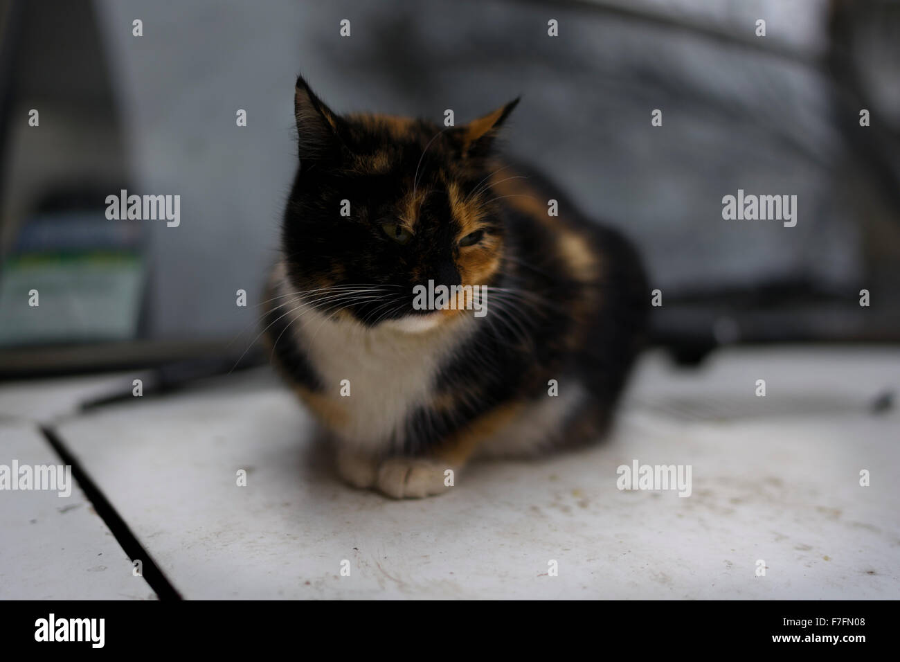 Fawn cat hi-res stock photography and images - Alamy