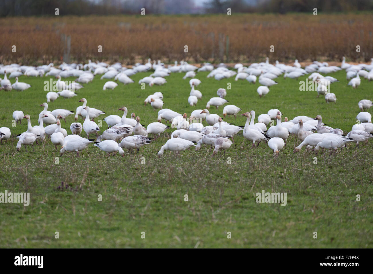 Bird field animals in wild hi-res stock photography and images - Alamy