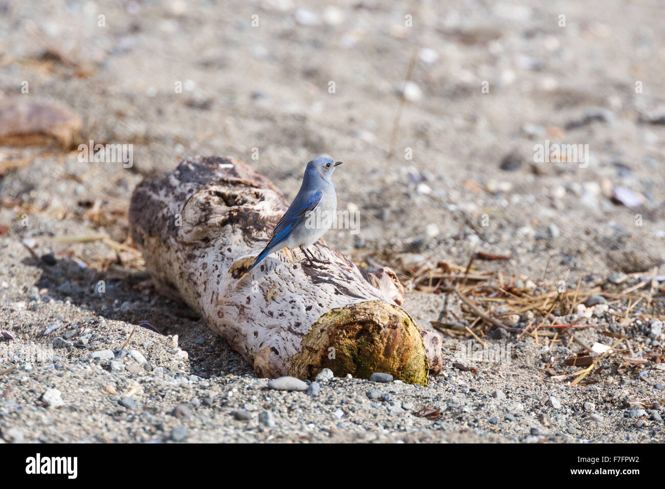 Male Mountain Bluebird in Vancouver Canada Stock Photo - Alamy
