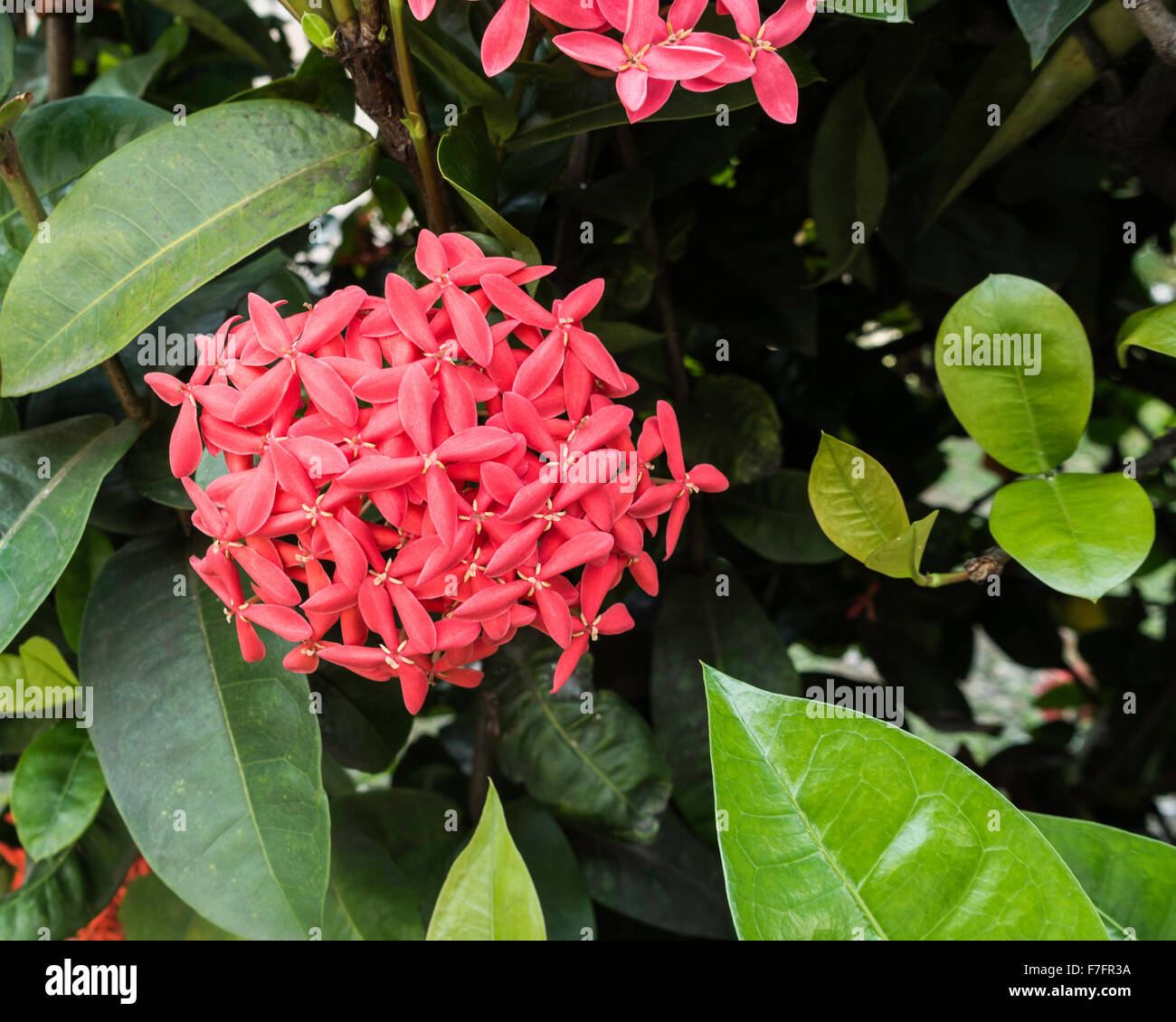 Ixora coccinea, photographed on St. Croix, U.S. Virgin Islands. USVI, U ...