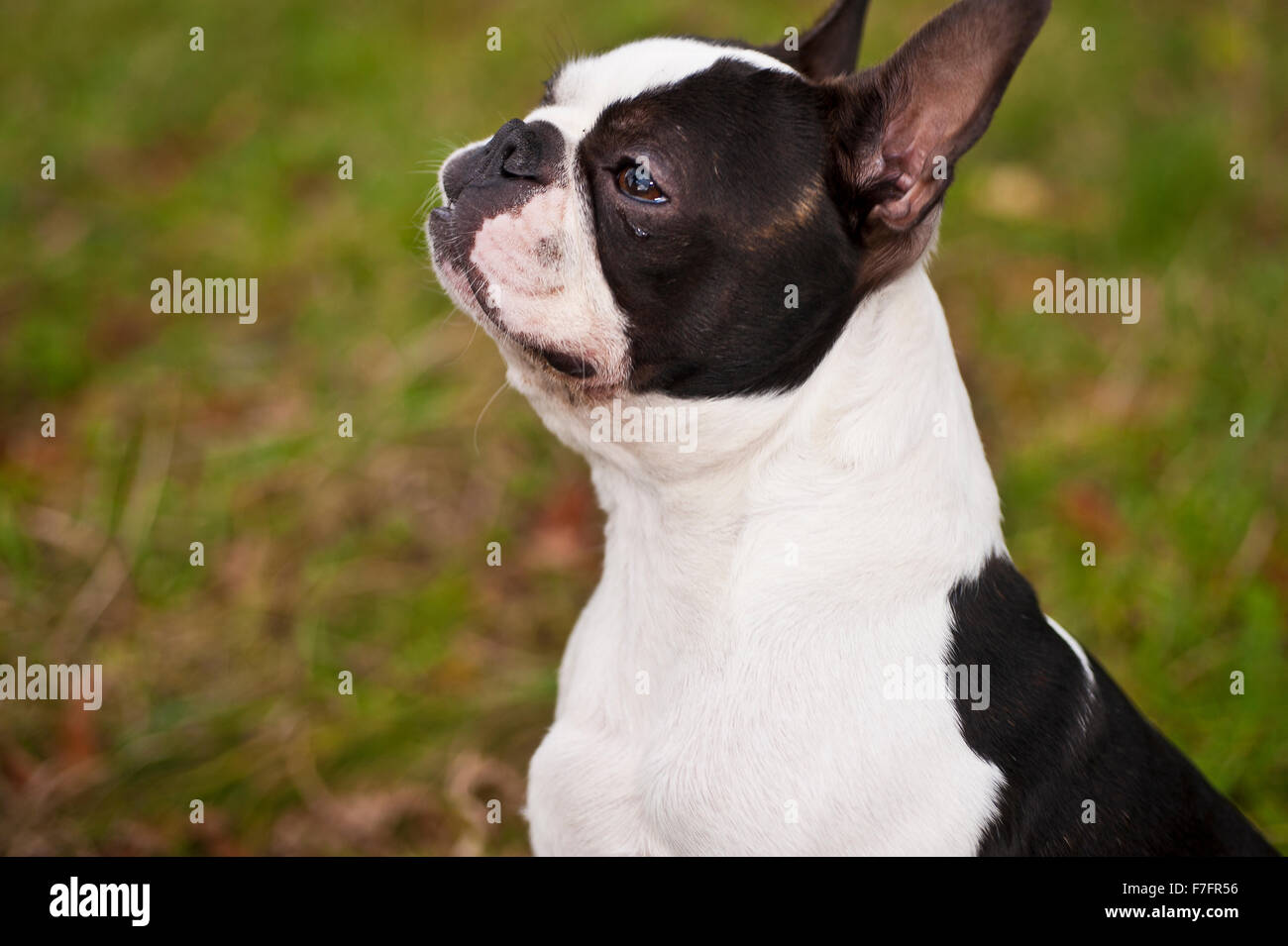 Boston terrier, bicolour dog in park with trees and grass Stock Photo ...