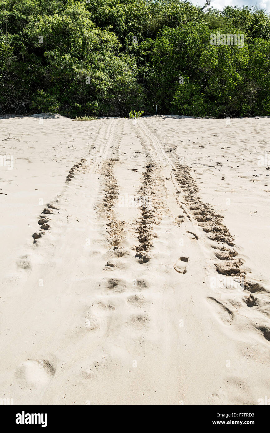 Sea turtle tracks hi-res stock photography and images - Alamy