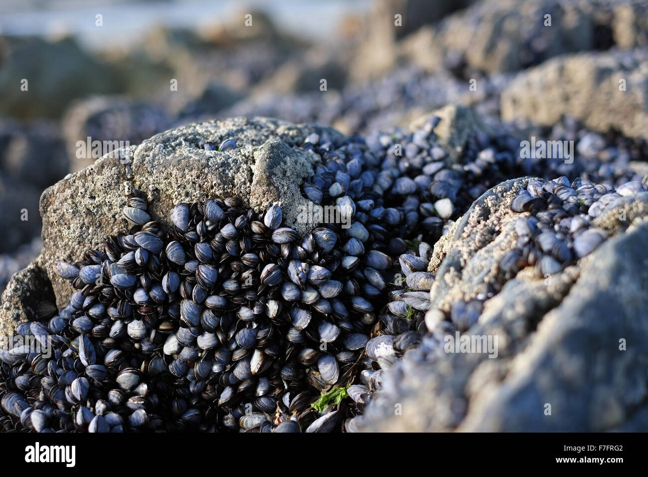 Mussels on rocks on a beach in Locquirec, France Stock Photo - Alamy