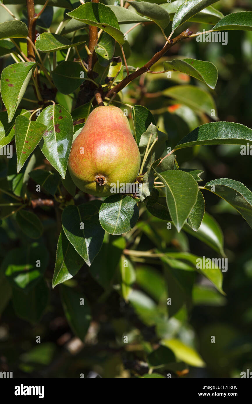 ripe pear and tree Stock Photo - Alamy
