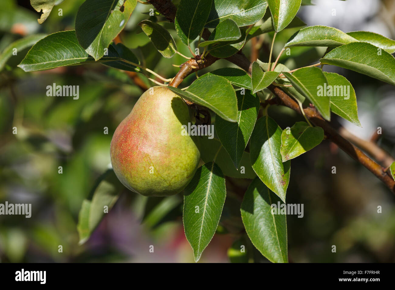 ripe pear and tree Stock Photo - Alamy