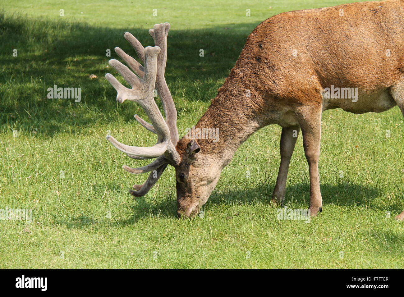 The Antlers of a Fine Wild Red Deer Animal Stock Photo - Alamy