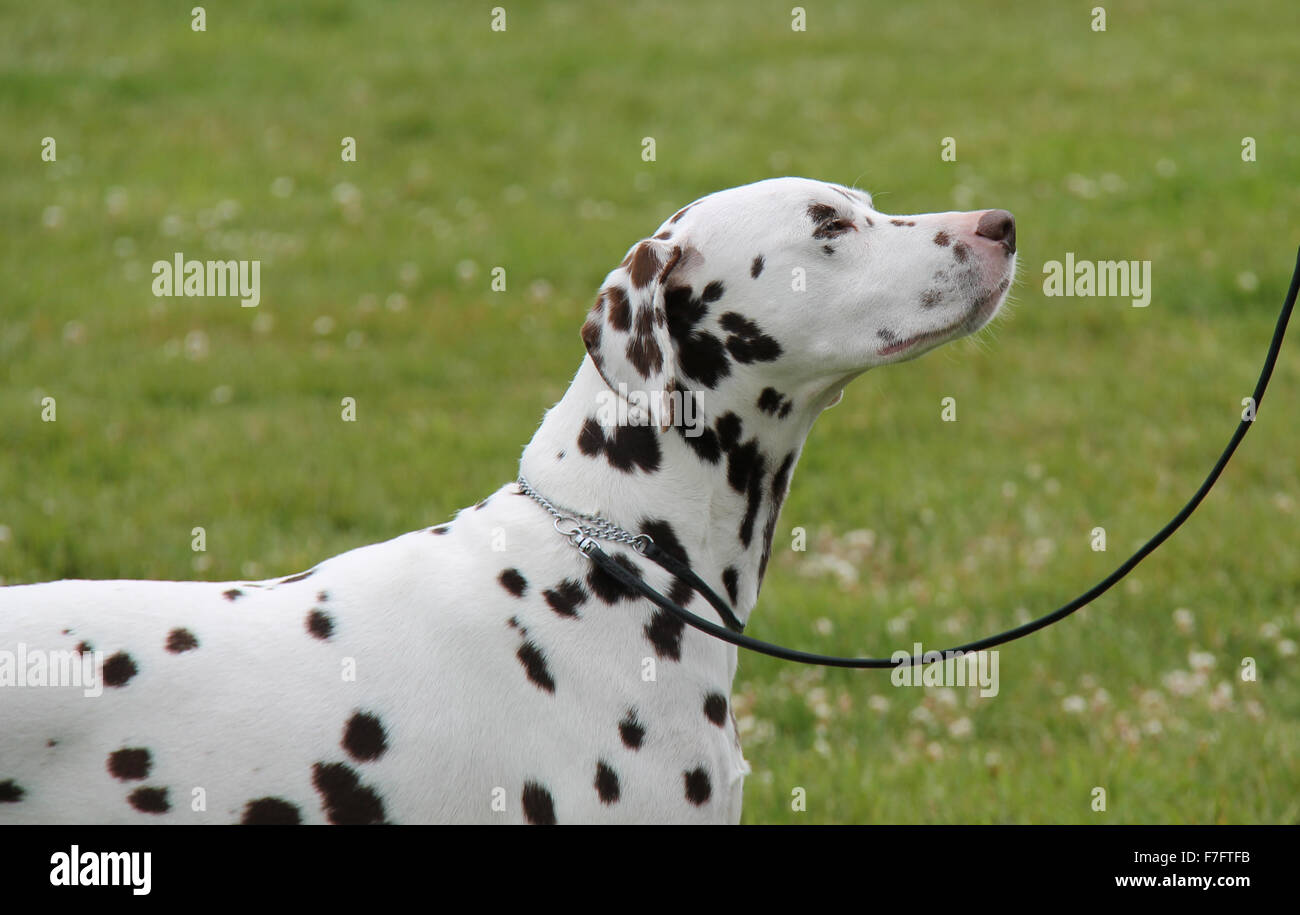 Dog dalmatian hi-res stock photography and images - Alamy