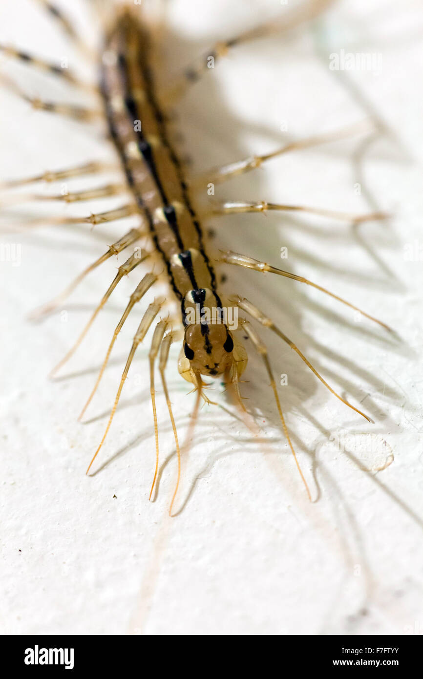 House centipede scutigera coleoptrata hi-res stock photography and ...