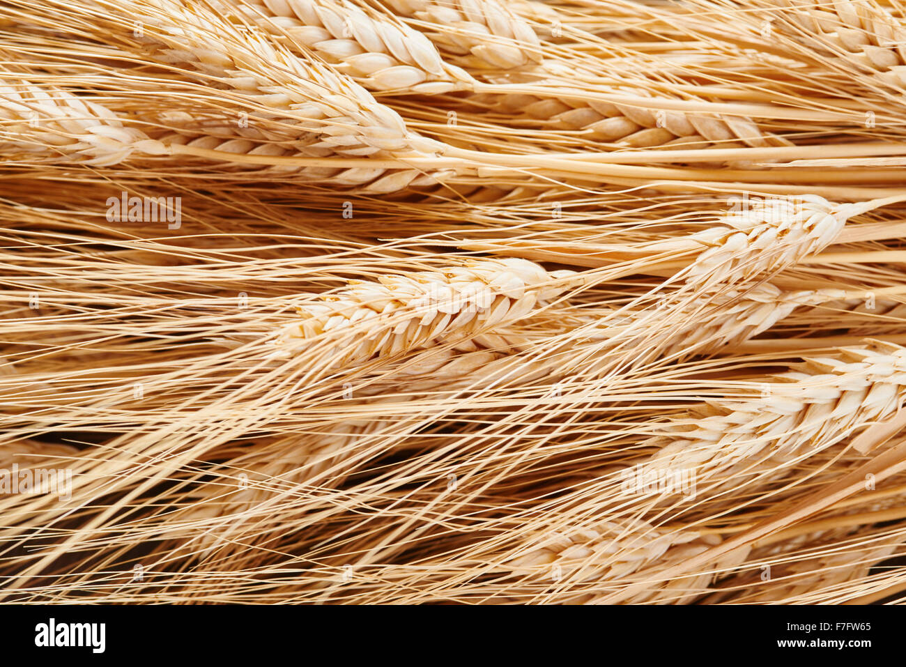 Corn spike hi-res stock photography and images - Alamy