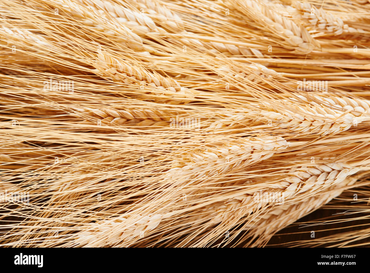 Corn spike hi-res stock photography and images - Alamy