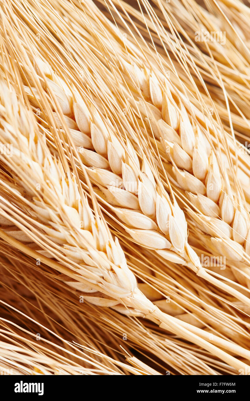 Closeup of ears of corn Stock Photo - Alamy