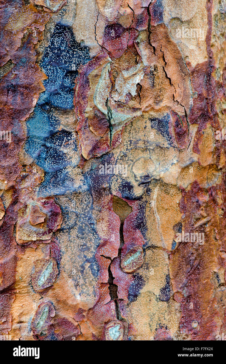 Acer griseum. Paperbark maple tree with peeling bark Stock Photo - Alamy