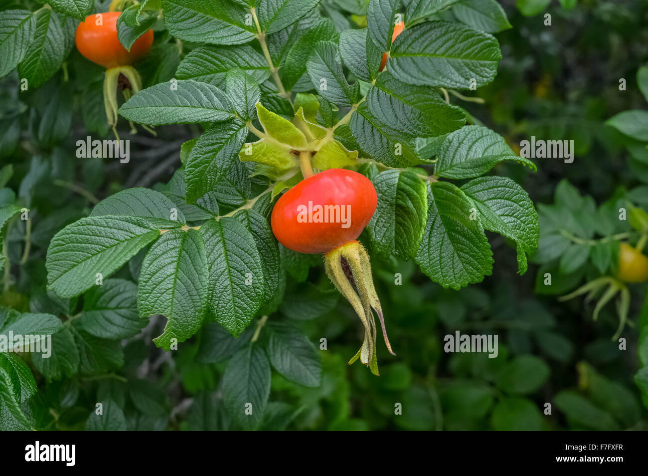 Canker rose hi-res stock photography and images - Alamy