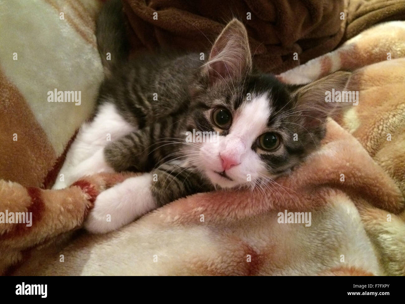 Portrait of cat with pink nose Stock Photo - Alamy