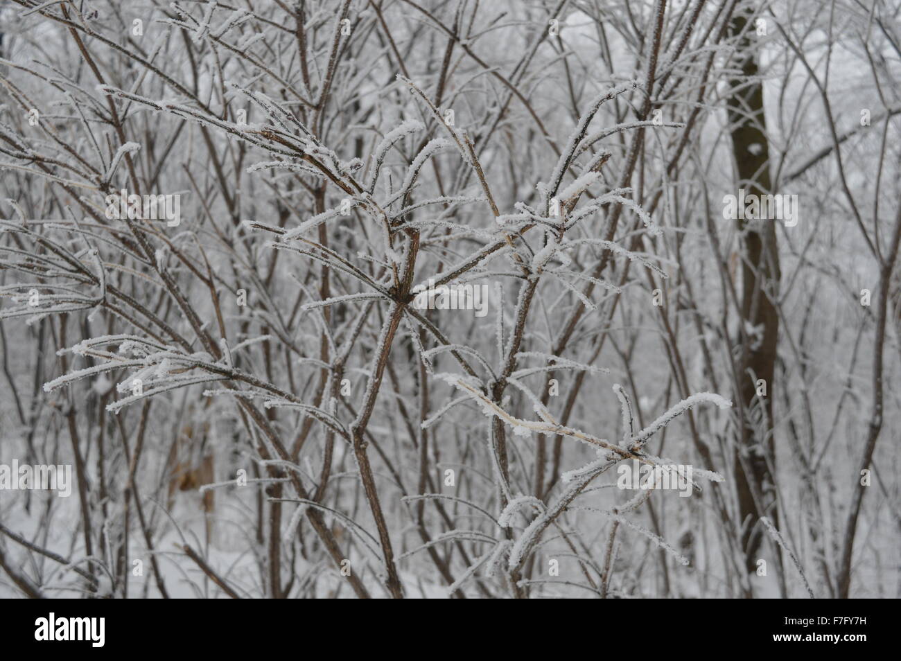 Mont royal winter hi-res stock photography and images - Alamy