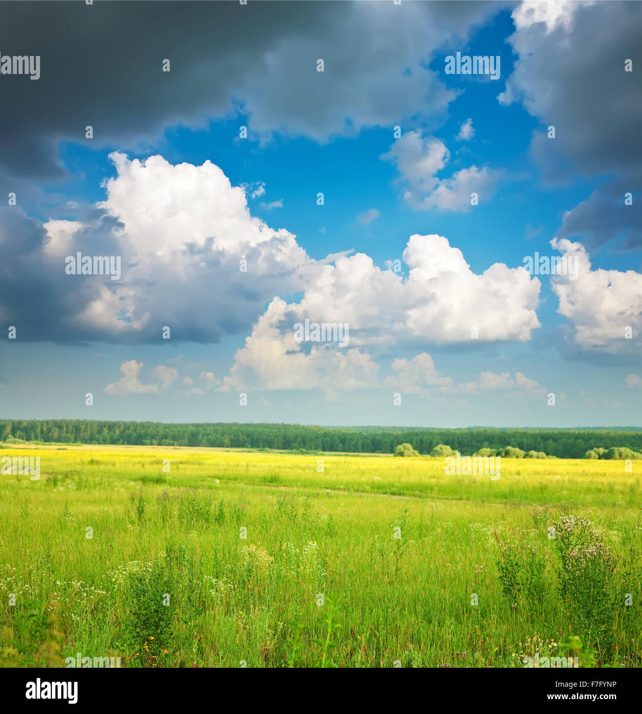 Summer landscape with meadow under cloudy sky Stock Photo - Alamy