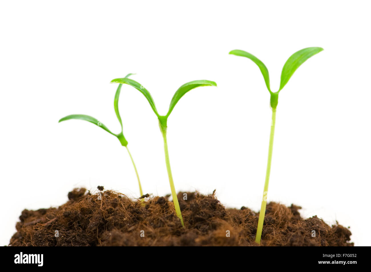 Two seedlings illustrating the concept of new life Stock Photo - Alamy