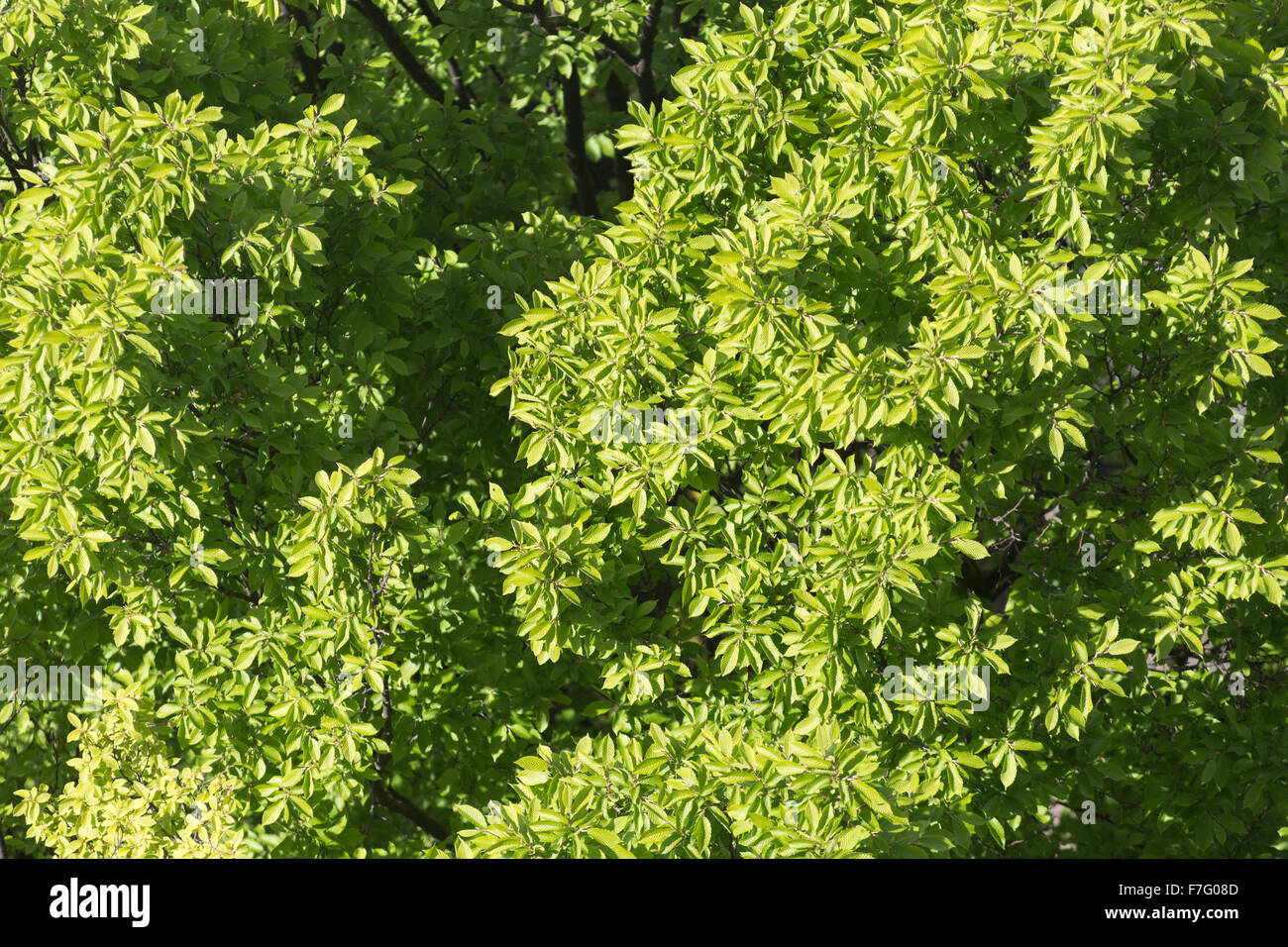 tree top view, green leaves Stock Photo - Alamy