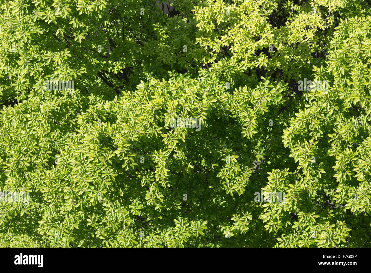 tree top view, green leaves Stock Photo - Alamy