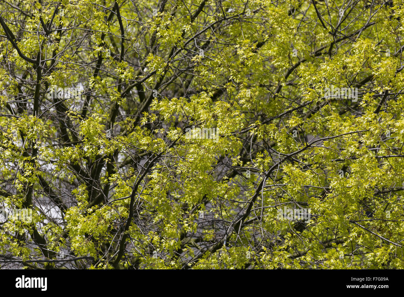 maple tree , green leaves in spring Stock Photo - Alamy