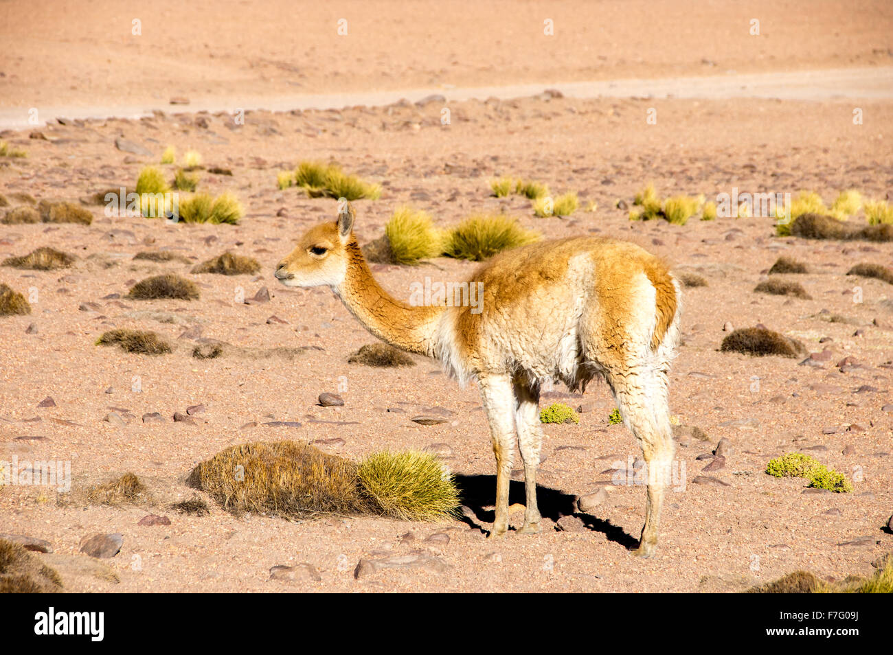 Vicuna chile hi-res stock photography and images - Alamy
