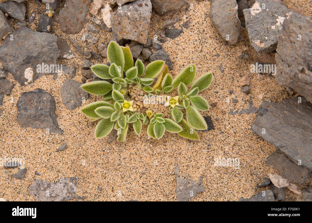 Aizoon canariensis hi-res stock photography and images - Alamy