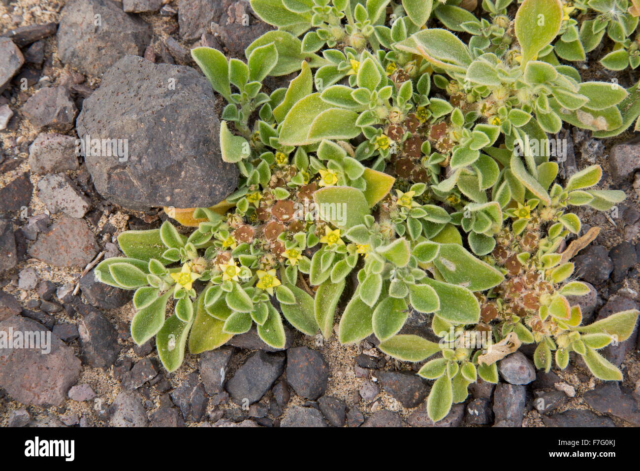 Aizoon canariensis hi-res stock photography and images - Alamy