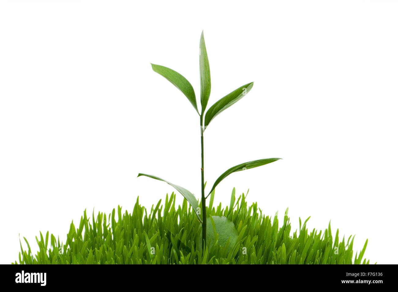 Seedlings illustrating the concept of new life Stock Photo - Alamy