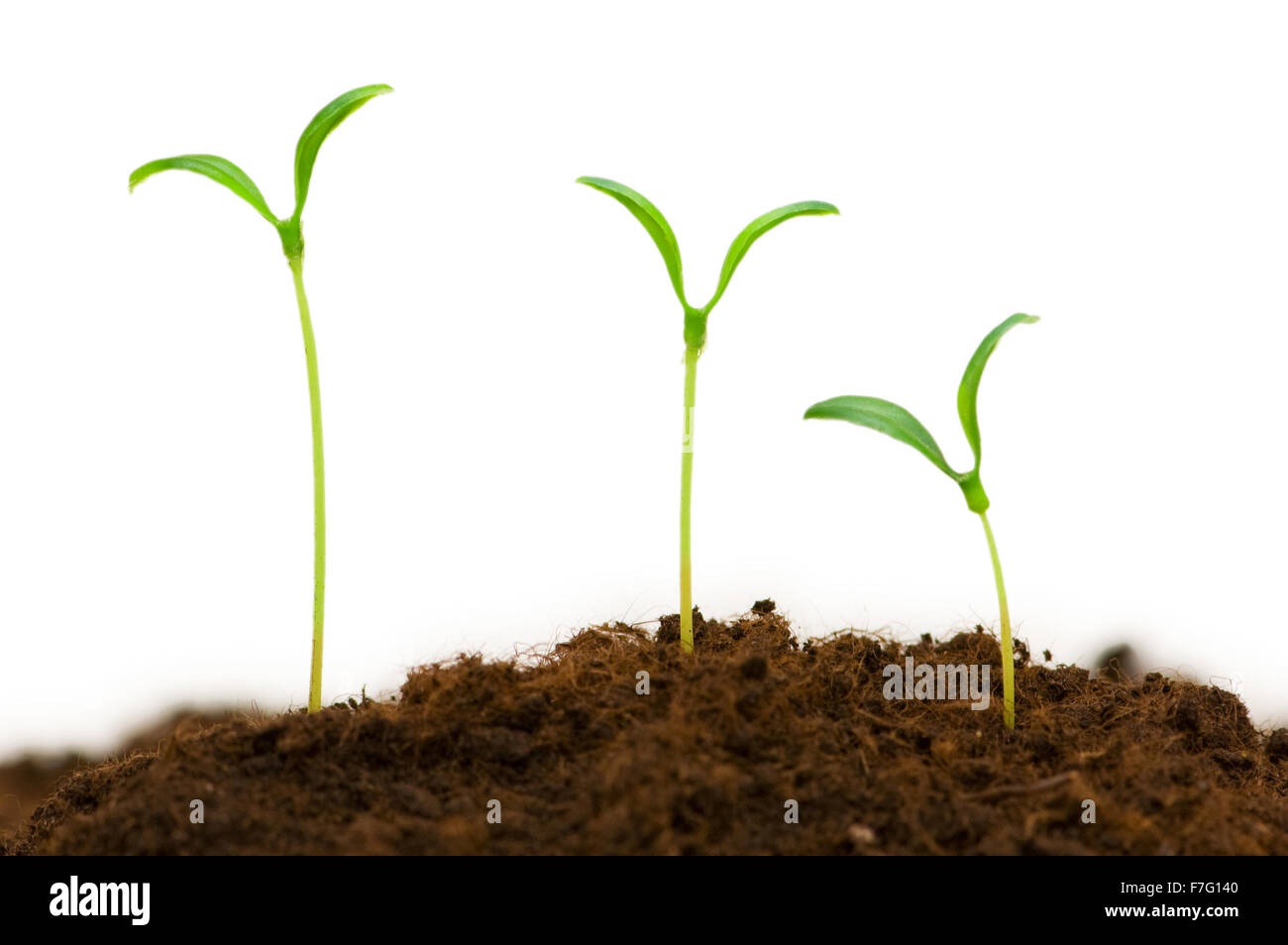 Three seedlings illustrating the concept of new life Stock Photo - Alamy