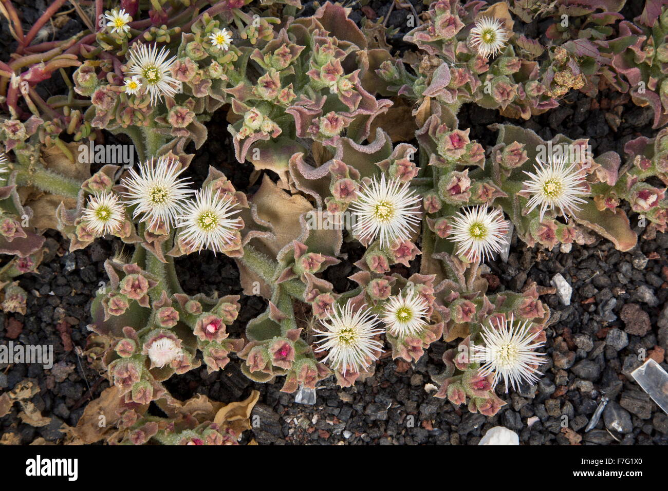 Common Ice-plant, Mesembryanthemum crystallinum in flower in saline ...