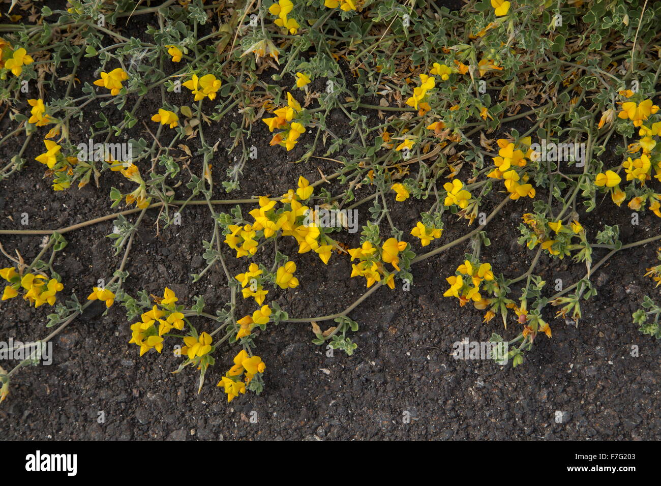 Lanzarote birds foot trefoil hi-res stock photography and images - Alamy