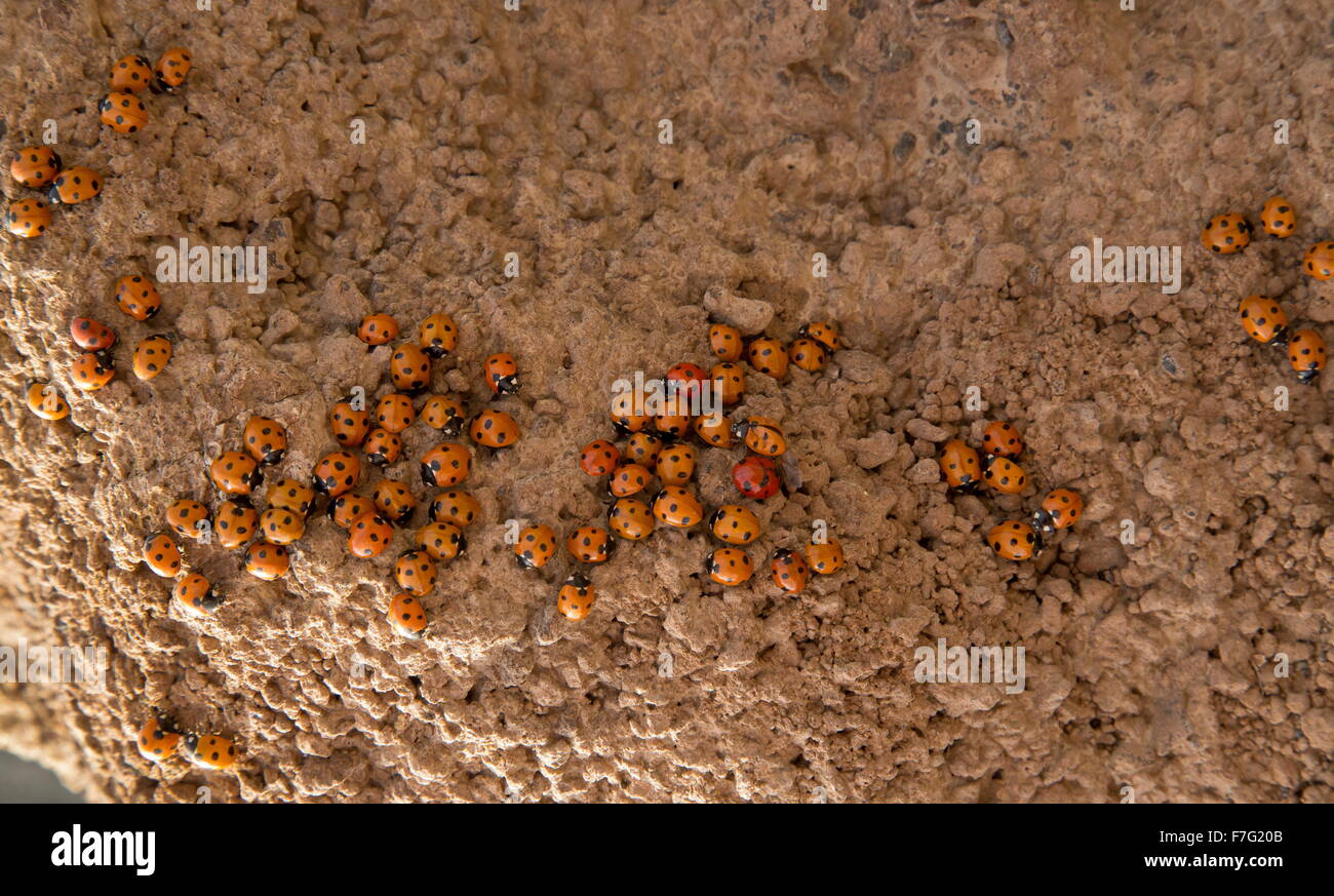 Seven-spot ladybird, Coccinella septempunctata, in dense cluster during ...