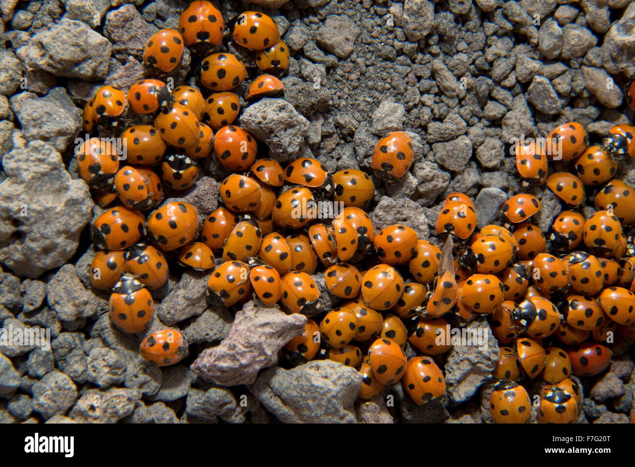 Seven-spot ladybird, Coccinella septempunctata, in dense cluster during ...