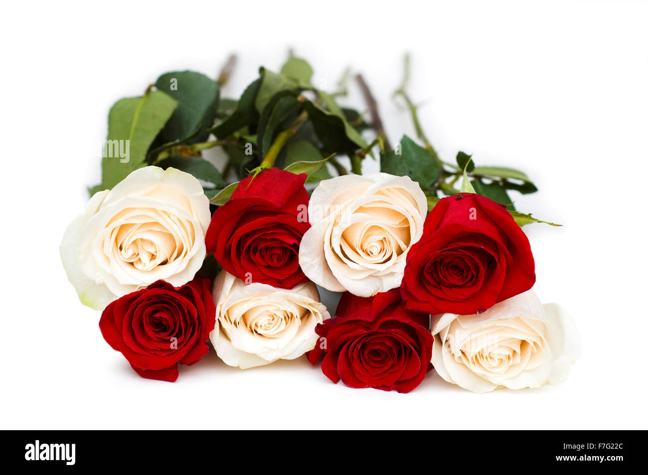 Red and white roses isolated on white Stock Photo - Alamy