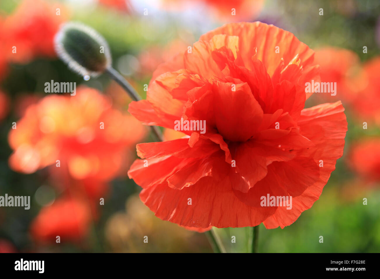 Poppy flower blooms Stock Photo - Alamy